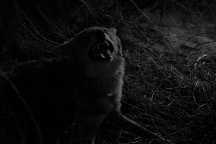 CINEMA DELIRIUM: The Astounding She-Monster [1957]