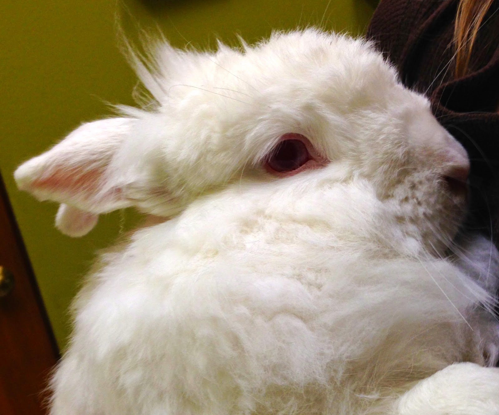 Lombard Animal Hospital: Mr. Fluffy's Story: Acupuncture and Chinese ...