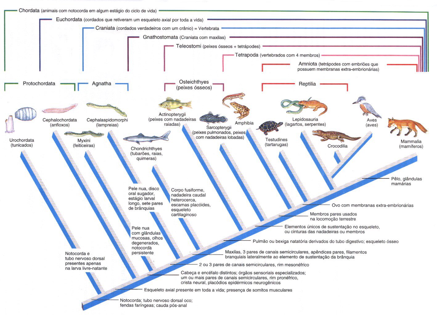 BIOFLAGRANTES*: CLADO E CLADOGRAMA