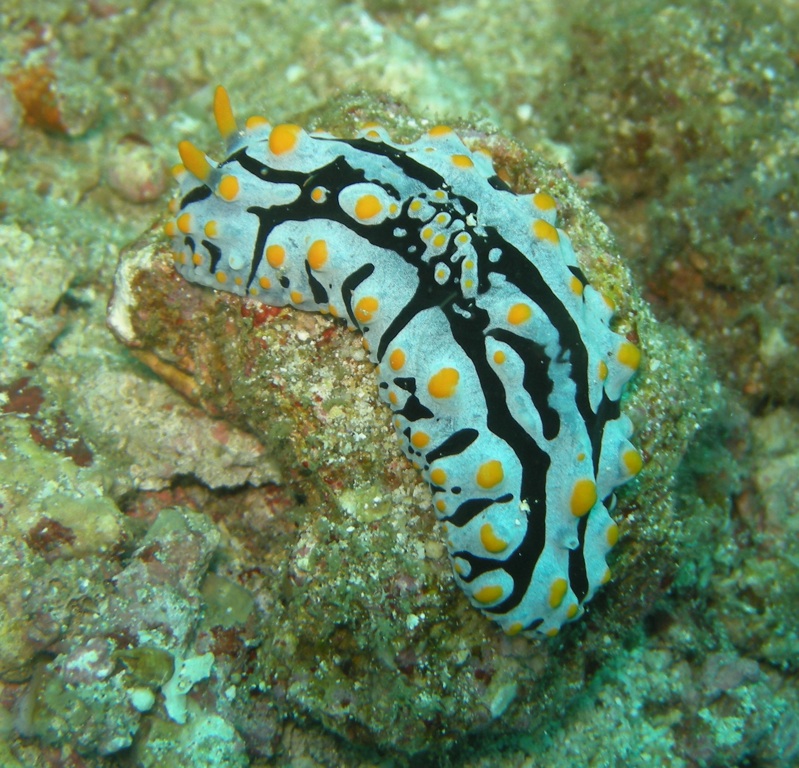 A Birder in The Philippines: Nudibranchs of The Philippines
