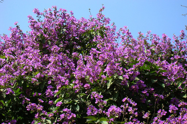 Flora of India: State Flowers of India