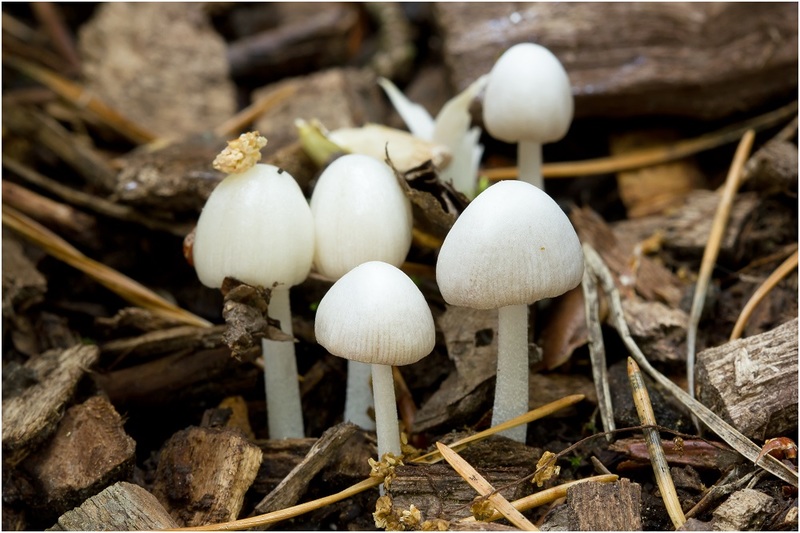 HONGOS DE AMERICA Y OTROS CONTINENTES: FAMILIA: Bolbiticeae. GENERO ...