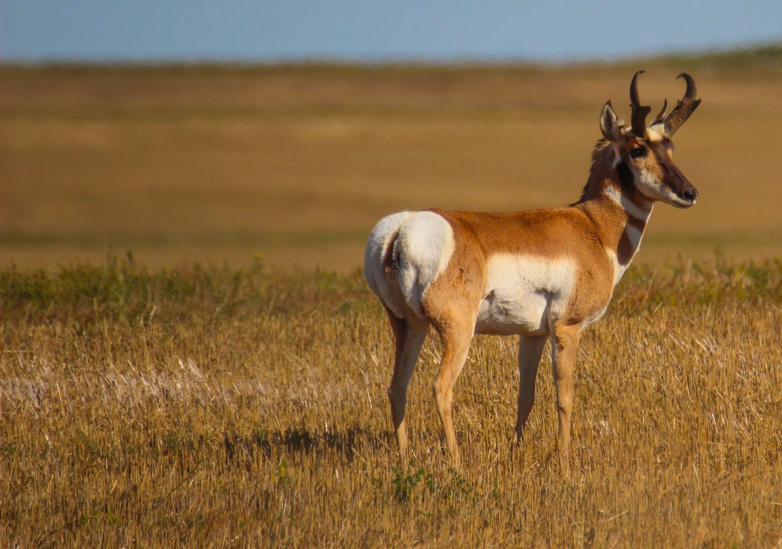 Cannundrums: American Pronghorn
