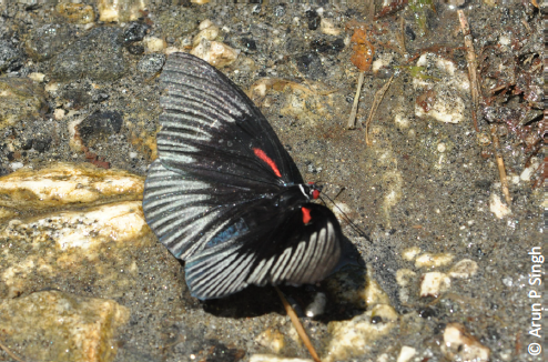 Indian Biodiversity Talks: Rare butterfly, The Empress, rediscovered ...