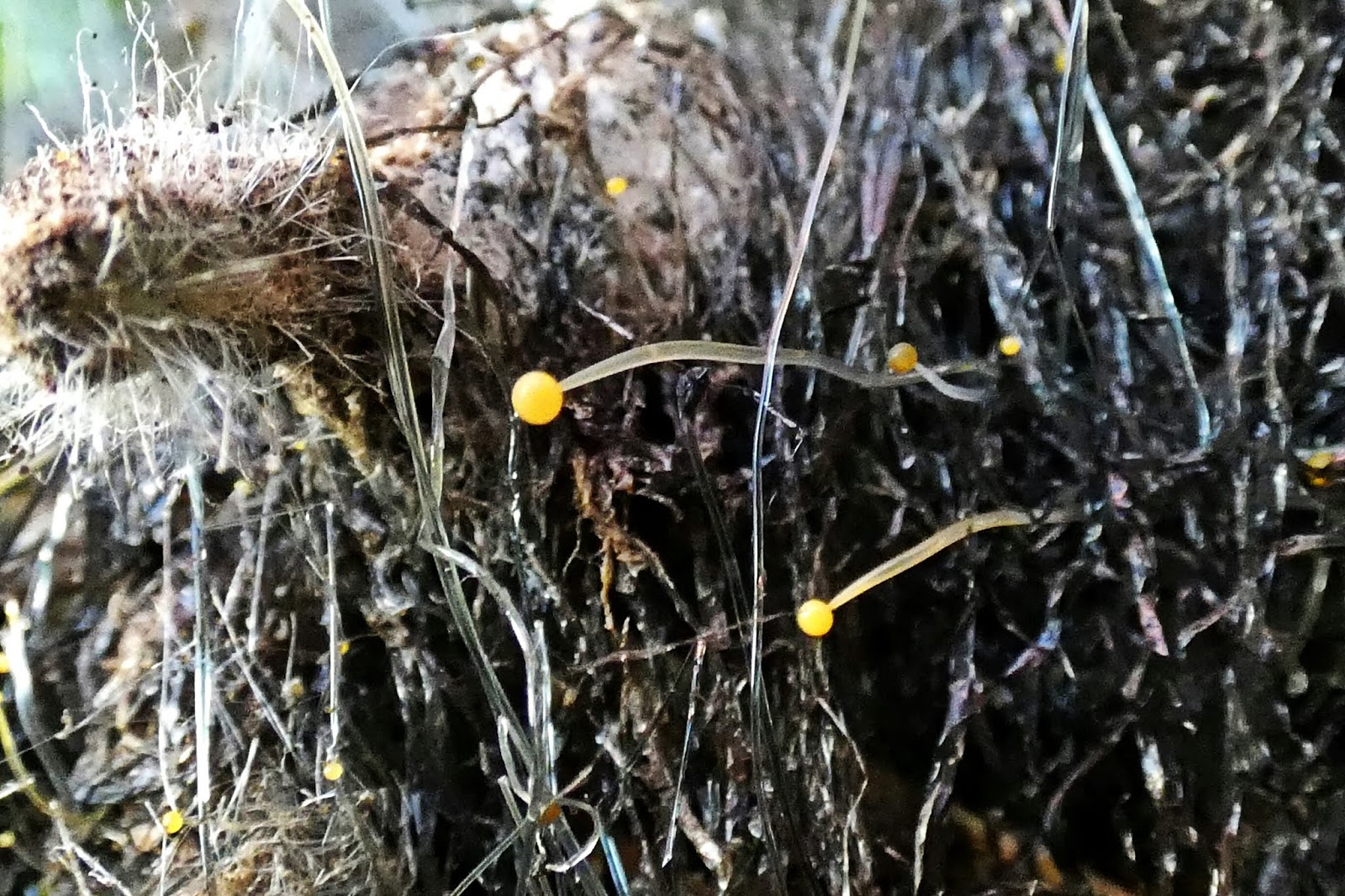 Setas y Hongos de Tineo : PHYCOMYCES NITENS (C. Agardh) Kunze