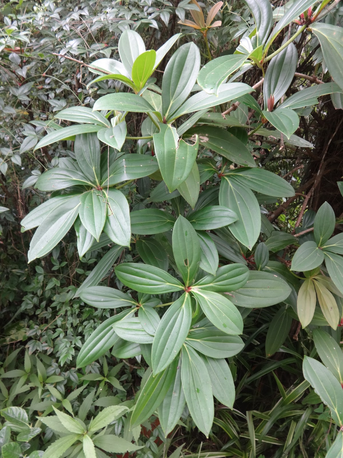 Herbs from Distant Lands: Medinilla magnifica, Medinilla pendula ...
