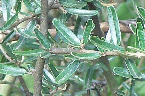 EL PATIO DE SANTIAGO DEL ESTERO: El Palo Azul (Una planta medicinal)