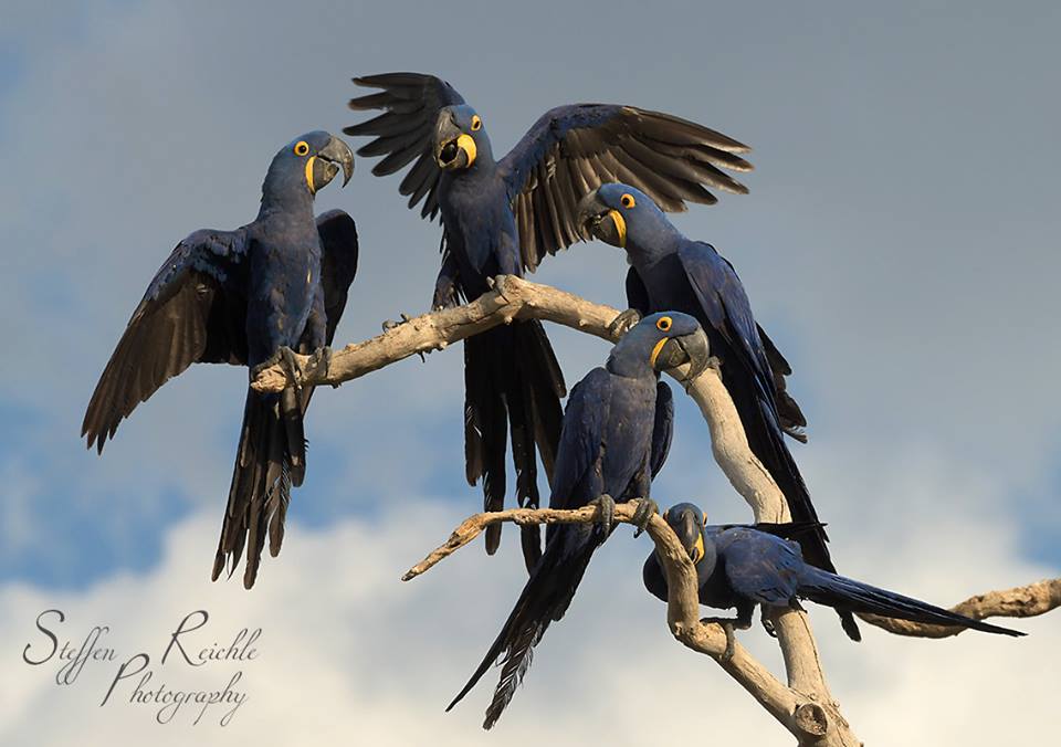 Pajareando en Bolivia: LA GRAN PARABA AZUL
