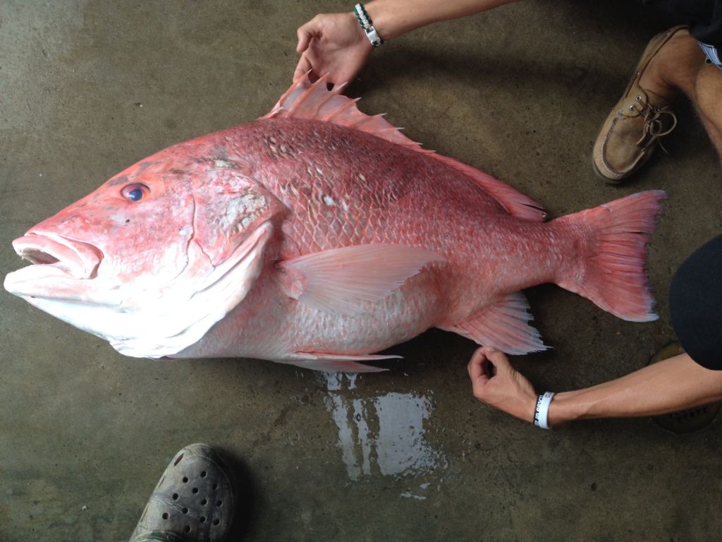 Red Snapper Suppliers, Buy Whole Red Snapper, Red Snapper Size, Red ...
