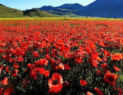 move to win: Different of celebrating Nowrooz in Afghanistan and Malaysia