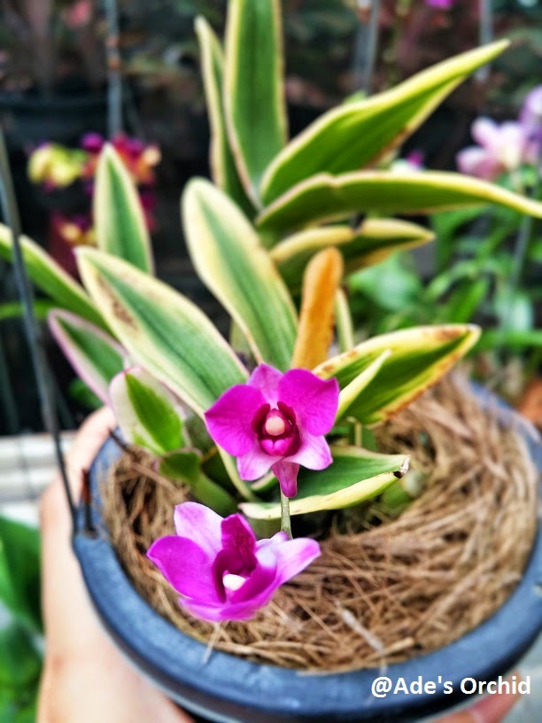 Ade's Orchid: Dendrobium phalaenopsis "Mini Variegata"