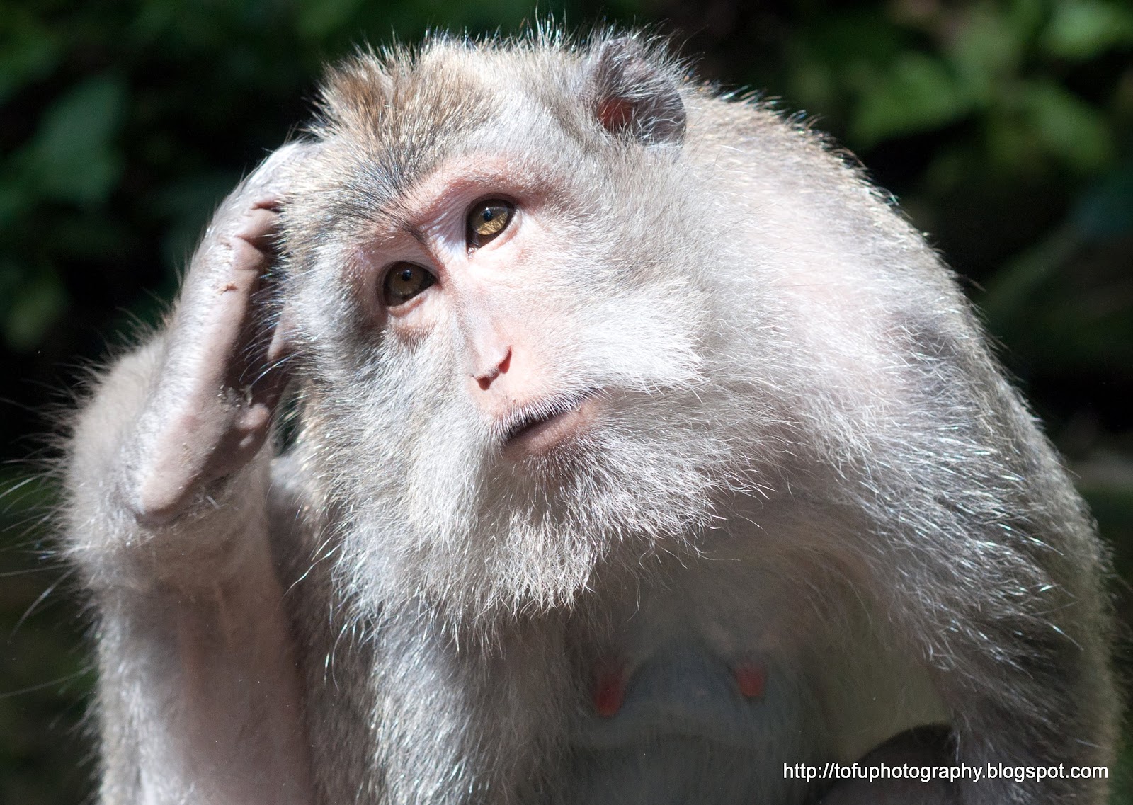 Tofu Photography: Contemplative monkey
