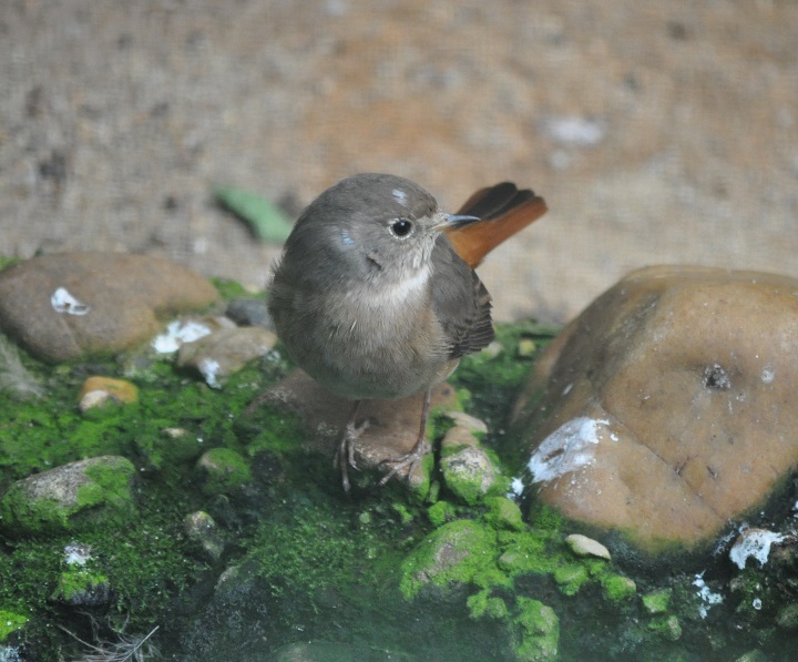ZOOTOGRAFIANDO (5.836 ANIMALS): COLIRROJO REAL / COMMON REDSTART ...