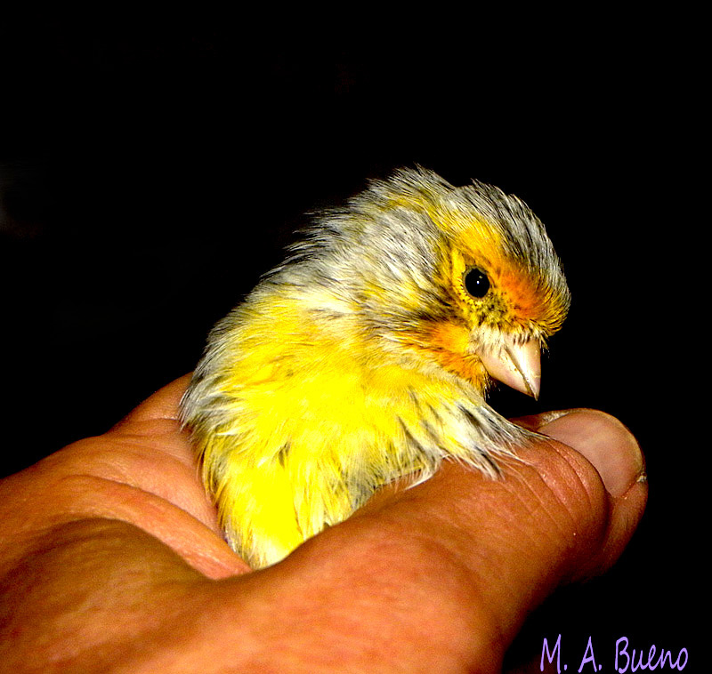 FOTO NATURA HUESCA 2: CANARIO TIMBRADO ESPAÑOL Serinus canarius ...