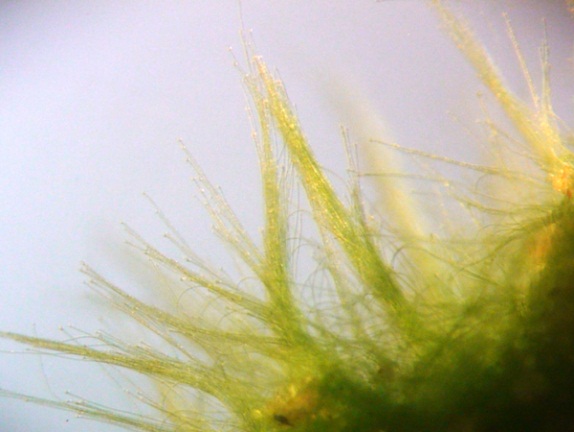Cyanophyceae (Alga Hijau- Biru) ( Ordo Hormogonales): “ Cyanophyceae ...