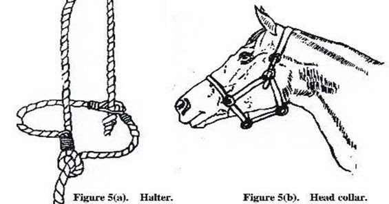 HANDLING AND RESTRAINING ANIMALS ~ Vets Solution