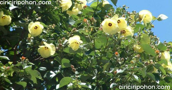 Inilah Ragam Filosofi Pohon Waru dan Artinya - Ciriciripohon.com