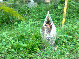 kidaran කිඩාරන්: Kidaran Mala කිඩාරන් මල