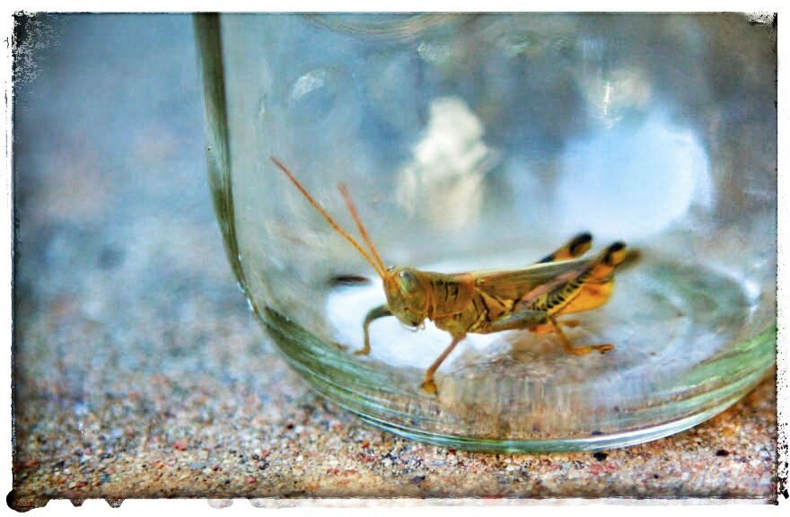 Grashopper, Carapace / Grashopper, Carapace : Field Grasshopper ...
