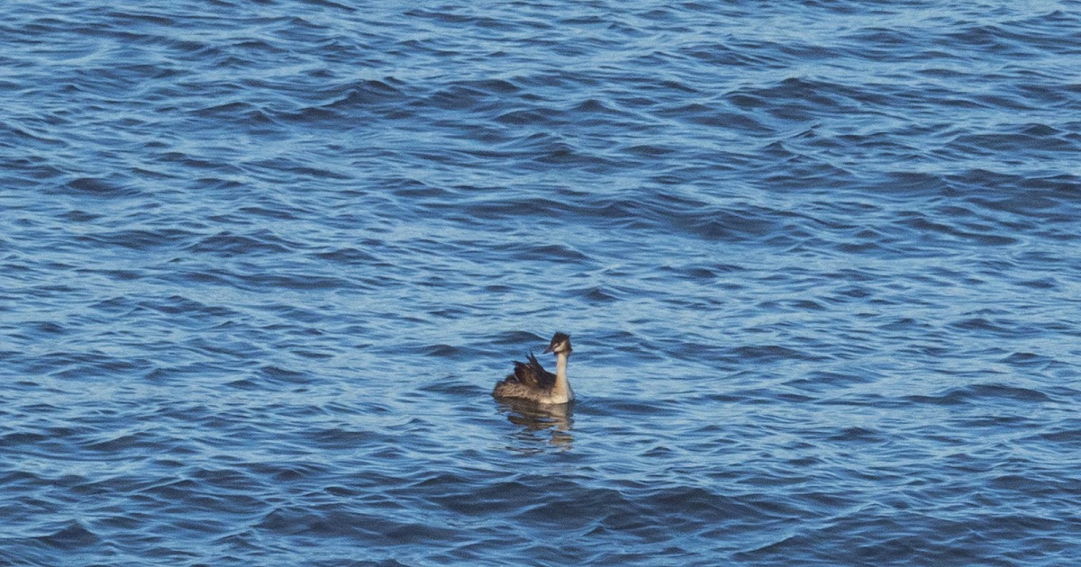 Ceredigion Birds: New Quay