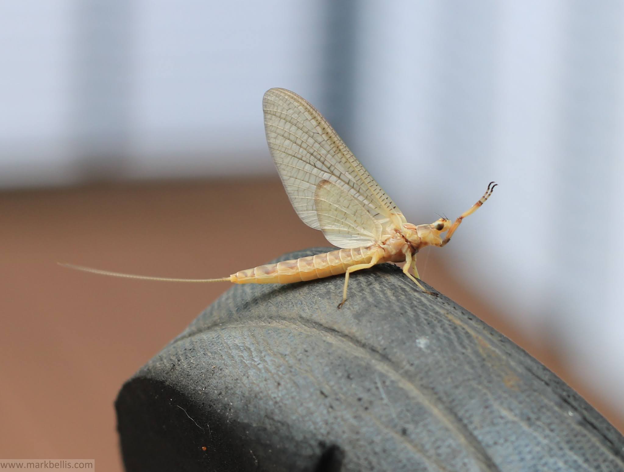 Mark Bellis: Mayfly Sandal Amaryllis Kiwis