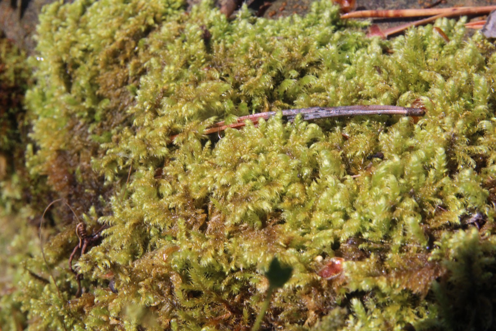 EL MUNDO MICROSCÓPICO DE LAS PLANTAS: Musgos. Ctenidium mollusucm y ...