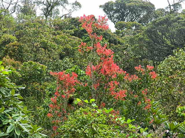 Wild Flowers from Horton Plains Sri Lanka - Pictures | SL Flora