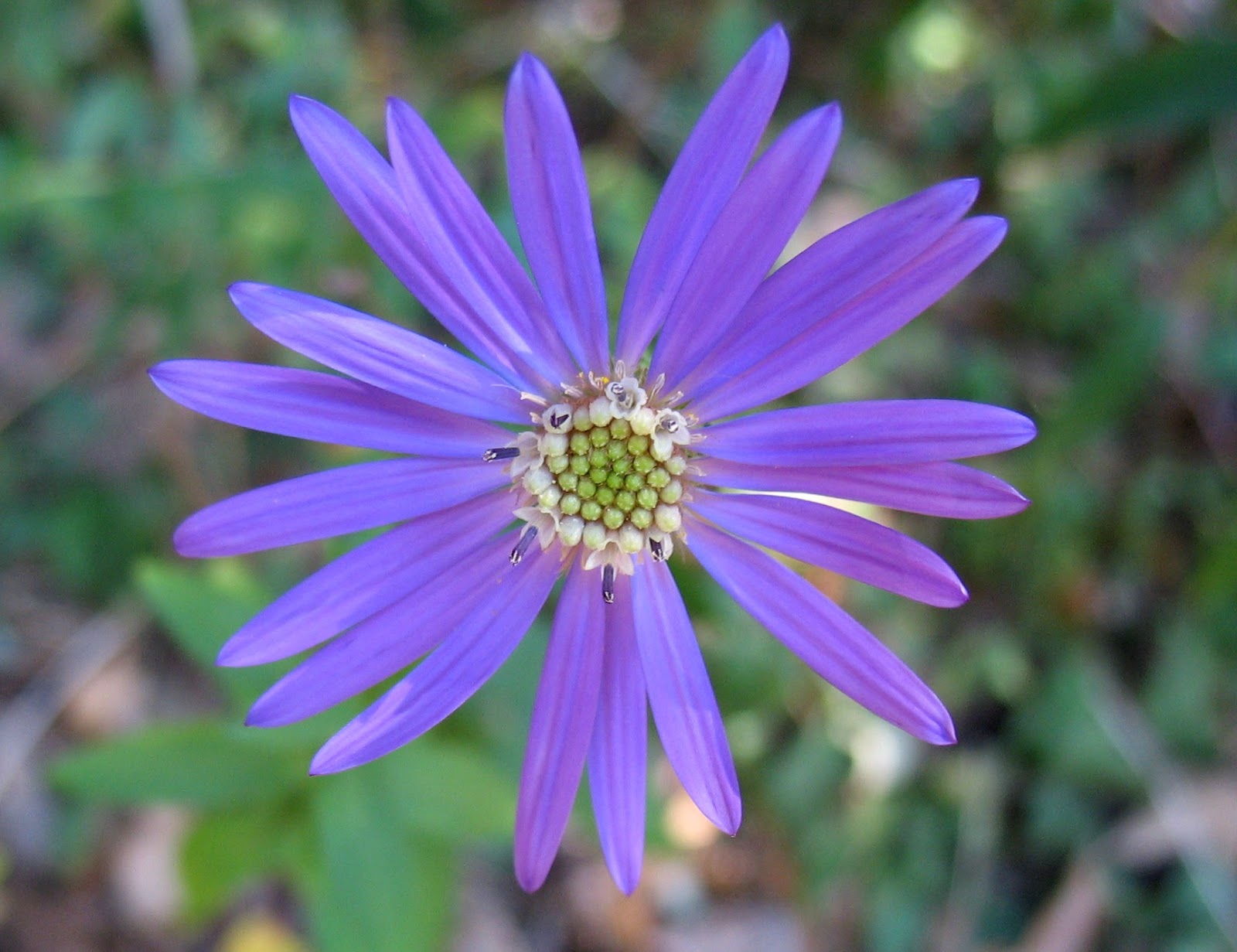 Using Georgia Native Plants: Asters, Asters, Asters