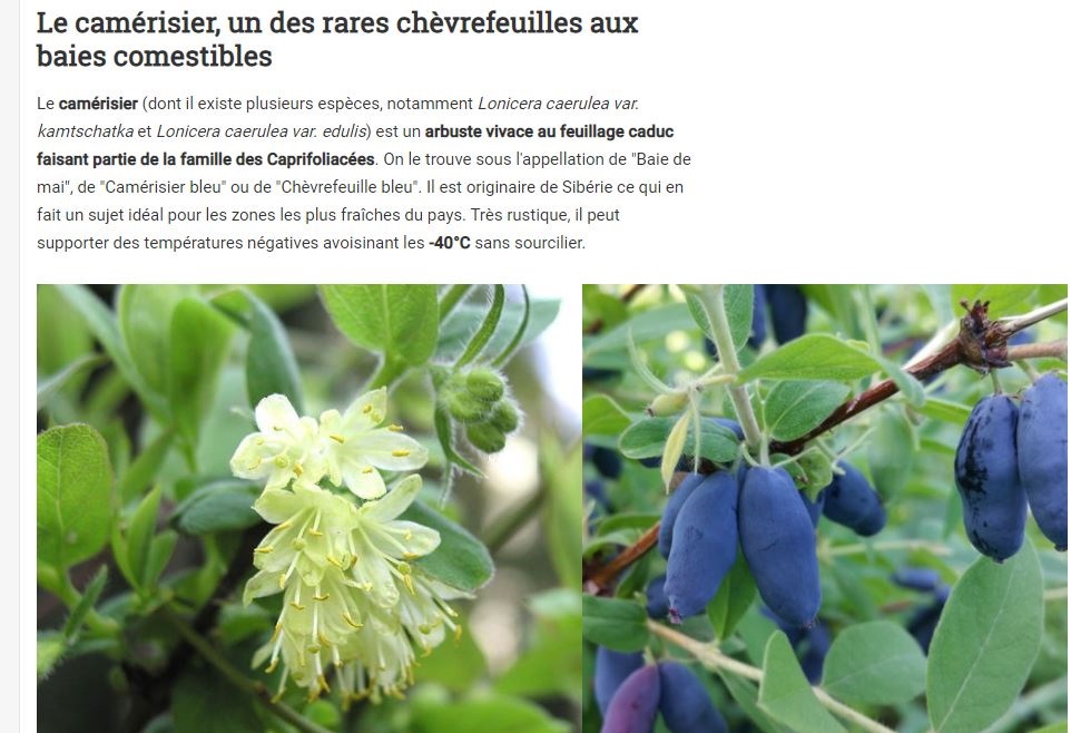 Ma poubelle est un Jardin