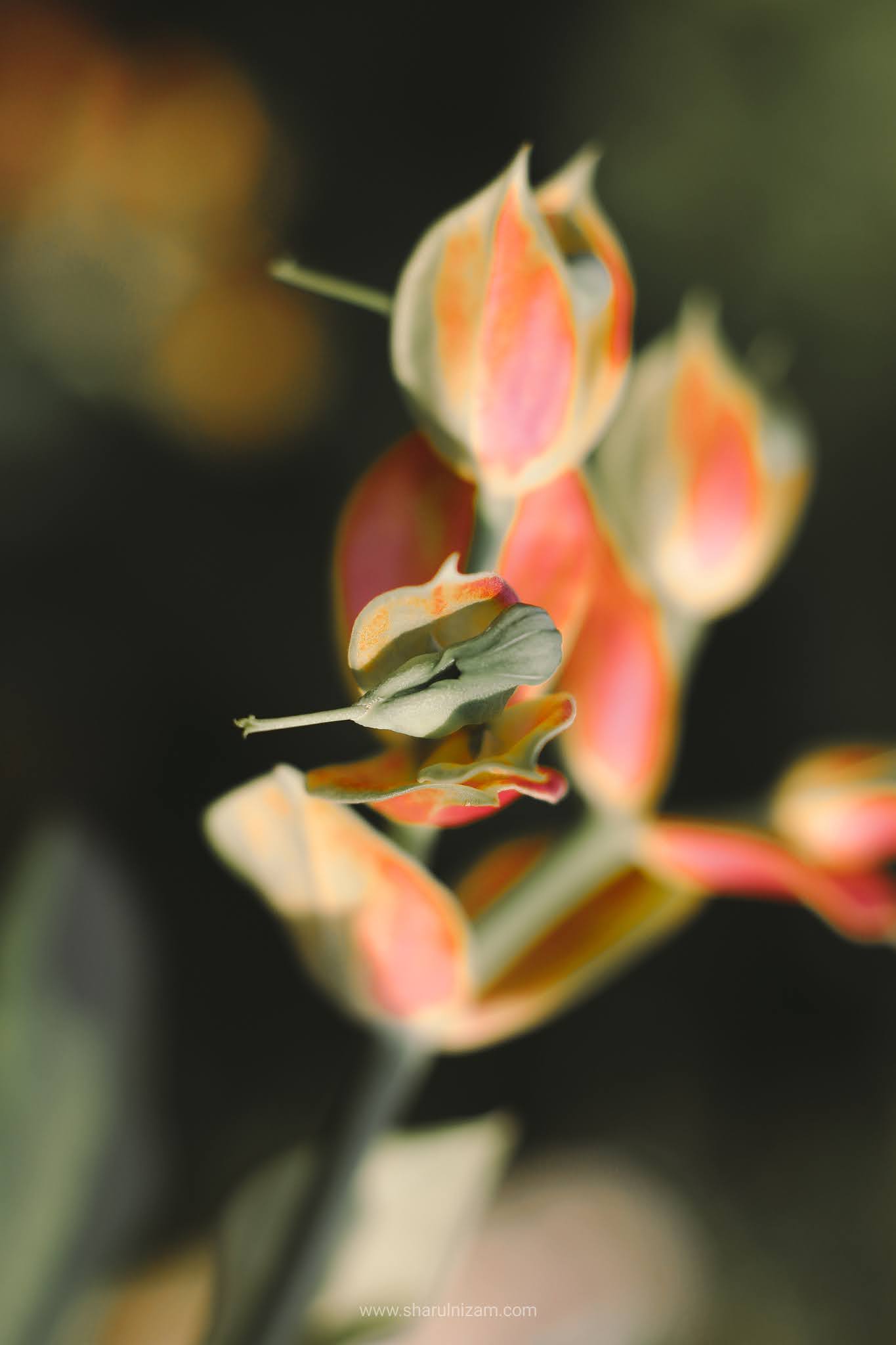 Little Bird Flower (aka Bunga Burung)