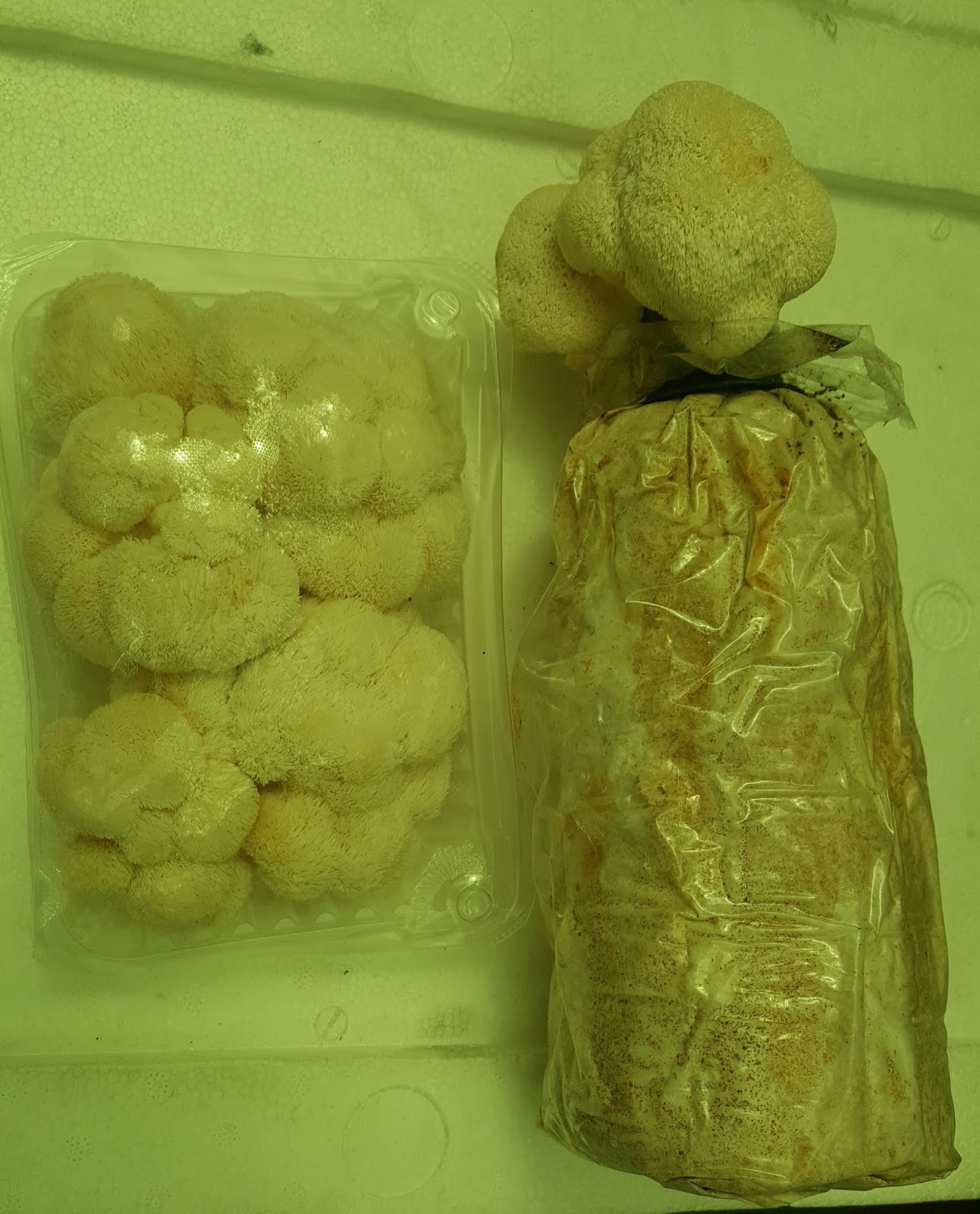 Nur Hafizah Sharudin's Blog: CENDAWAN BUNGA KOBIS UNTUK PERTUMBUHAN SARAF