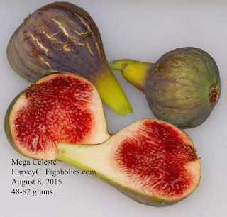 Mega Celeste Fig - Var Tin