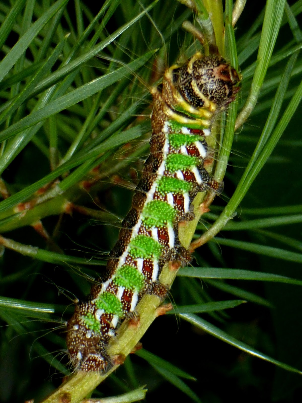 Spanish Moon Moth Caterpillar