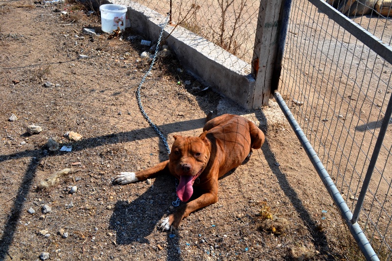 Rhodes Animal Rescue