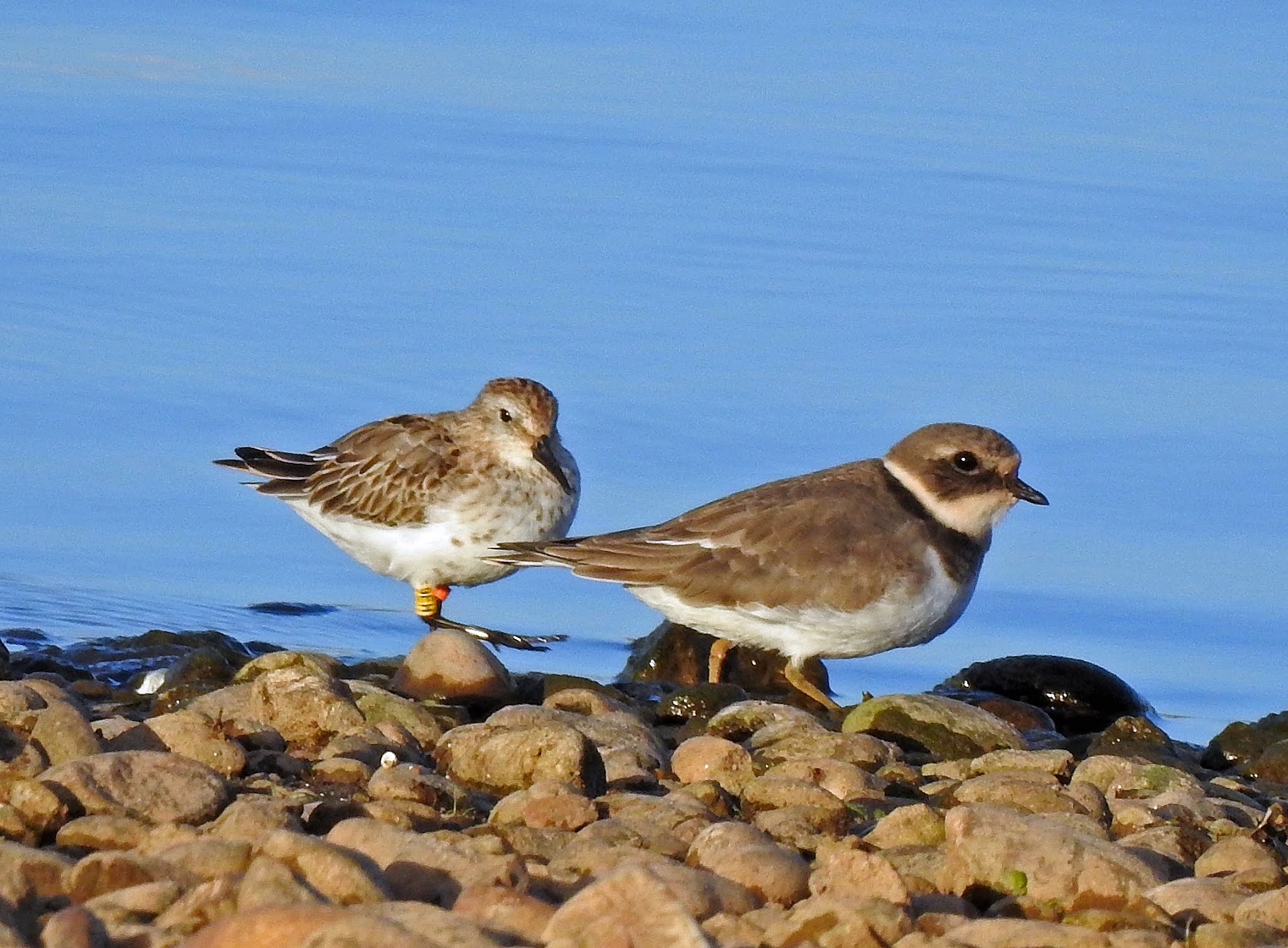 Staffordshire Bird News: Monday 25th October 2021