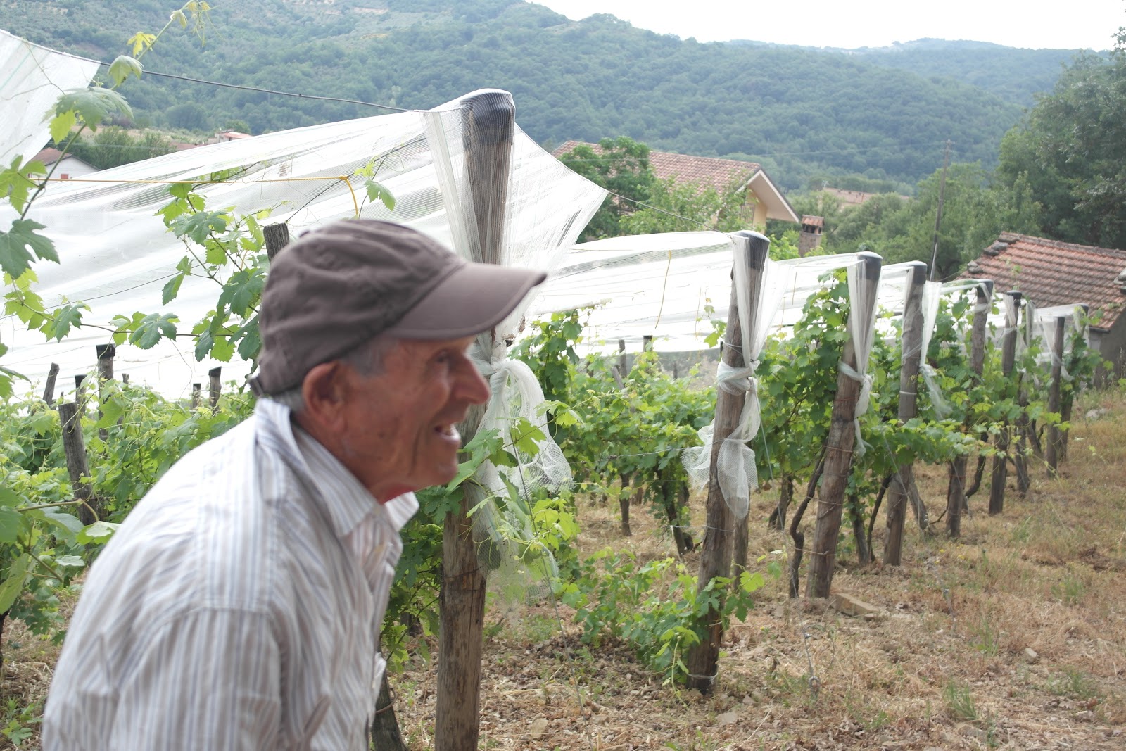Francesca Fiasco – I primi vini della virtuosa Vignaiola del Cilento ...