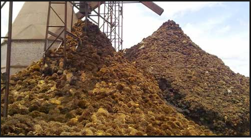 Proses Pembuatan Pupuk Kompos Tankos (Tandan Kosong Kelapa Sawit) yang ...