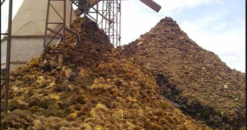 Proses Pembuatan Pupuk Kompos Tankos (Tandan Kosong Kelapa Sawit) yang ...