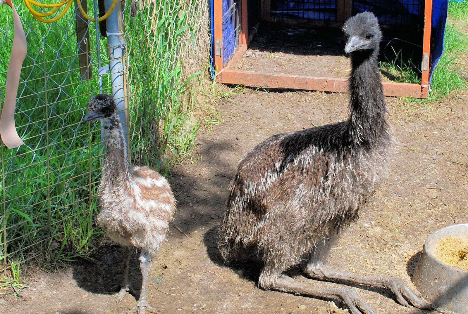 GEE Funny Farm: Emu Essentials