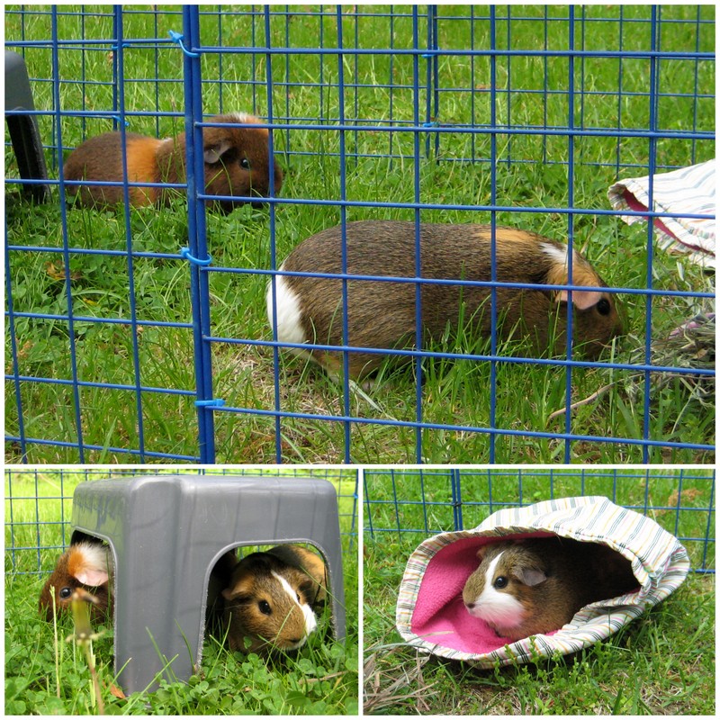 Crafts, Cavies and Cooking: First Day Out