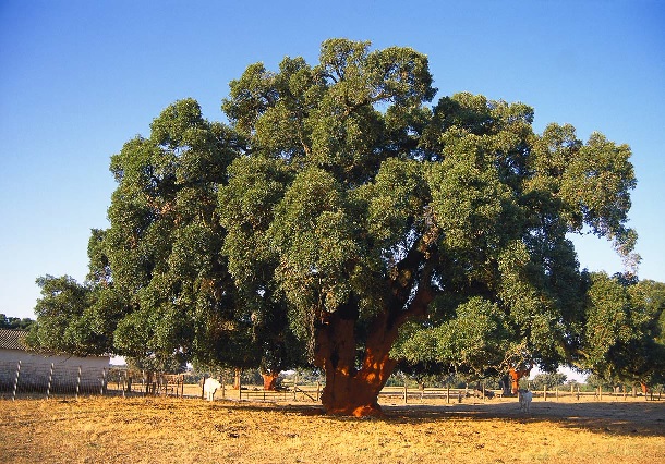 MIL Y UNA HISTORIAS : Alcornoque de los Establos - Oropesa