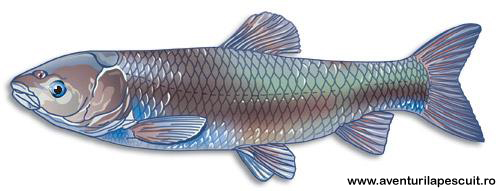 Pasiunea Pescuitului: Crapul Chinezesc - Specii