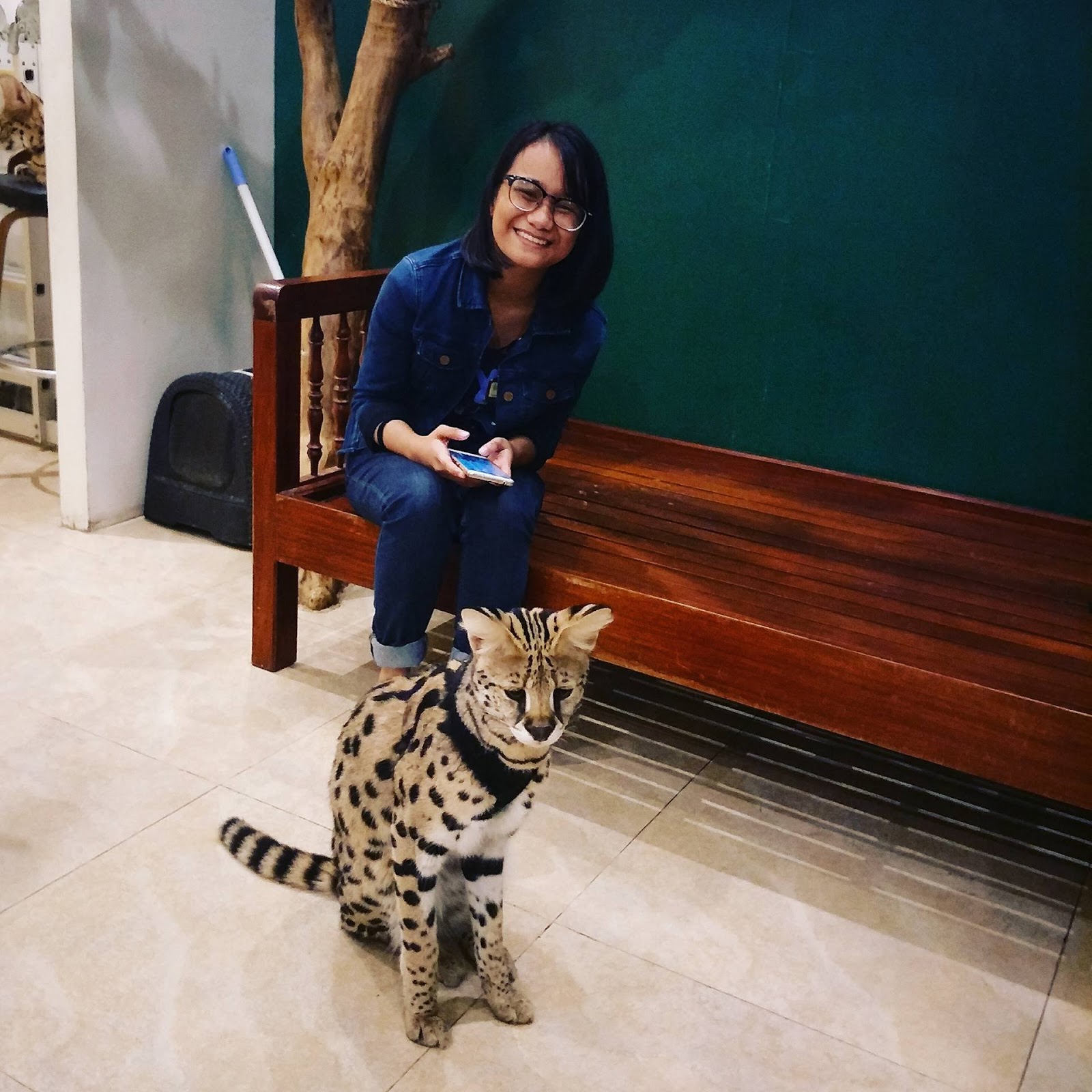 Bengal Brew: A Cat Cafe in The Metro ~ Viva Manilena