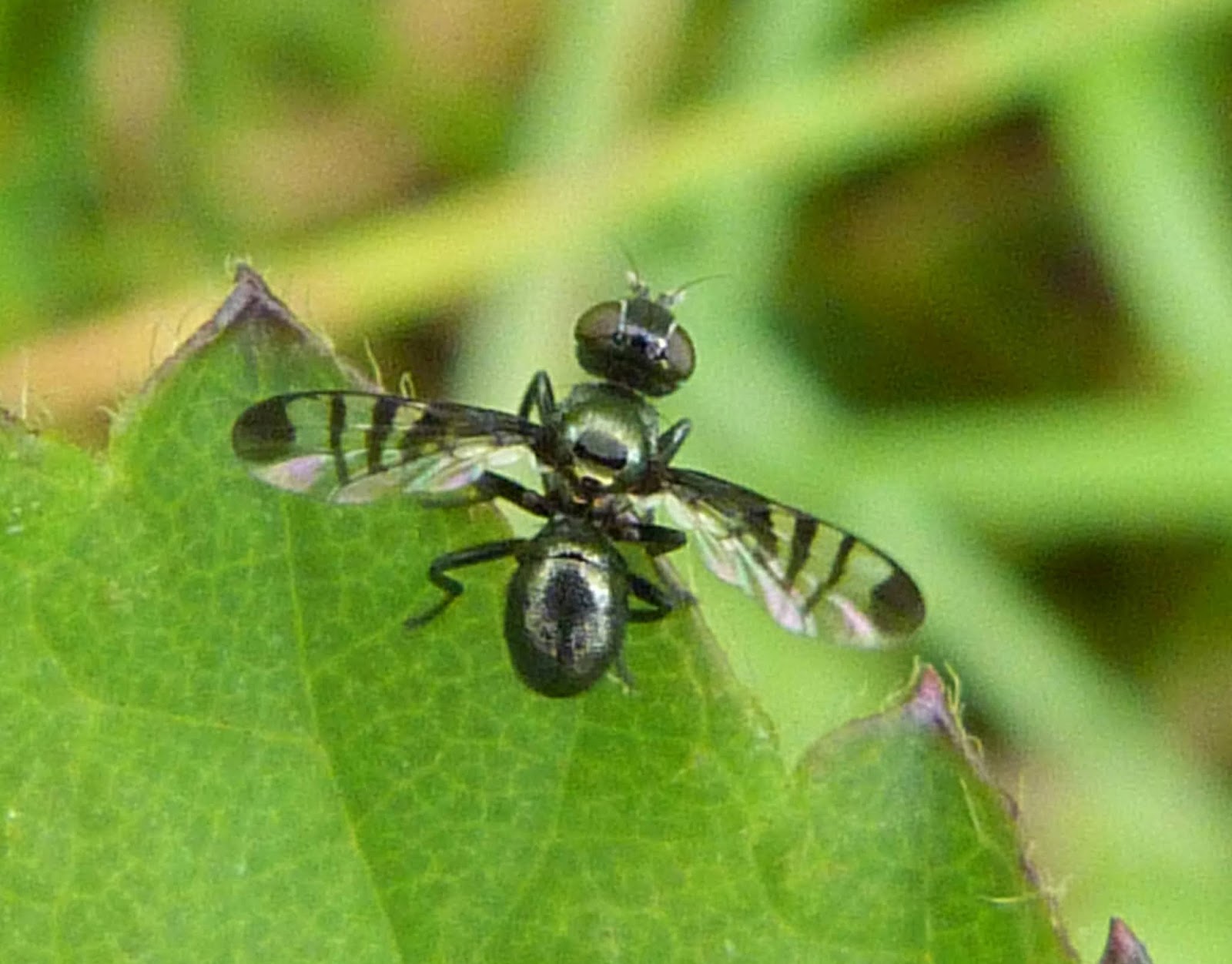 Insects of Scotland: Other Flies/Picture-wing Flies