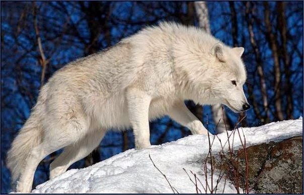 White Wolf : 15 Photos of the Most Amazing Animal in Alaska - Arctic ...