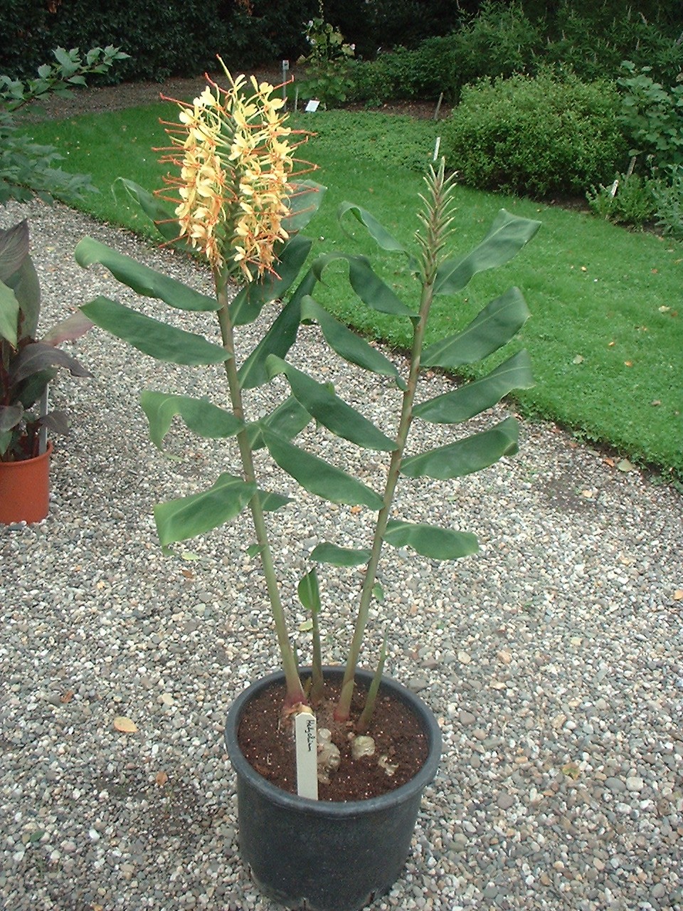 Koopman's Botanica: Hedychium - Siergember