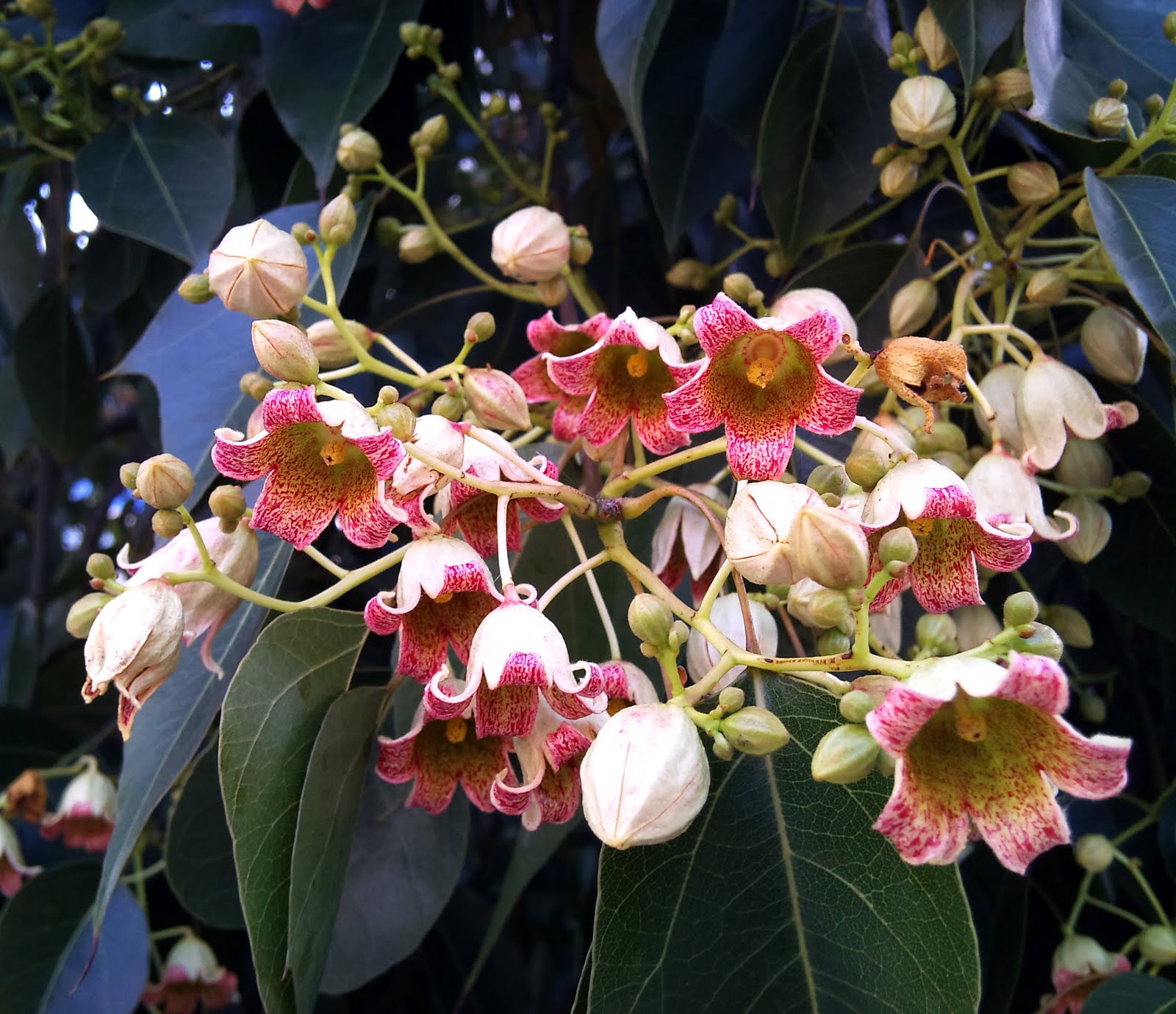 Árboles con alma: Árbol botella. Pica-Pica. (Brachychiton populneus)