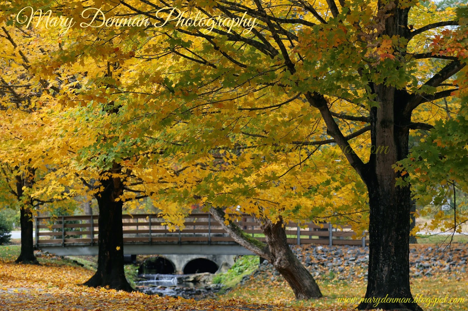 Mary Denman: Photo Tip Friday: How do you use Portrait Versus Landscape ...