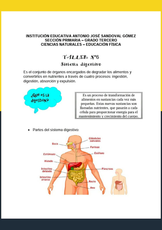 Ciencias Naturales: Sistema Digestivo.