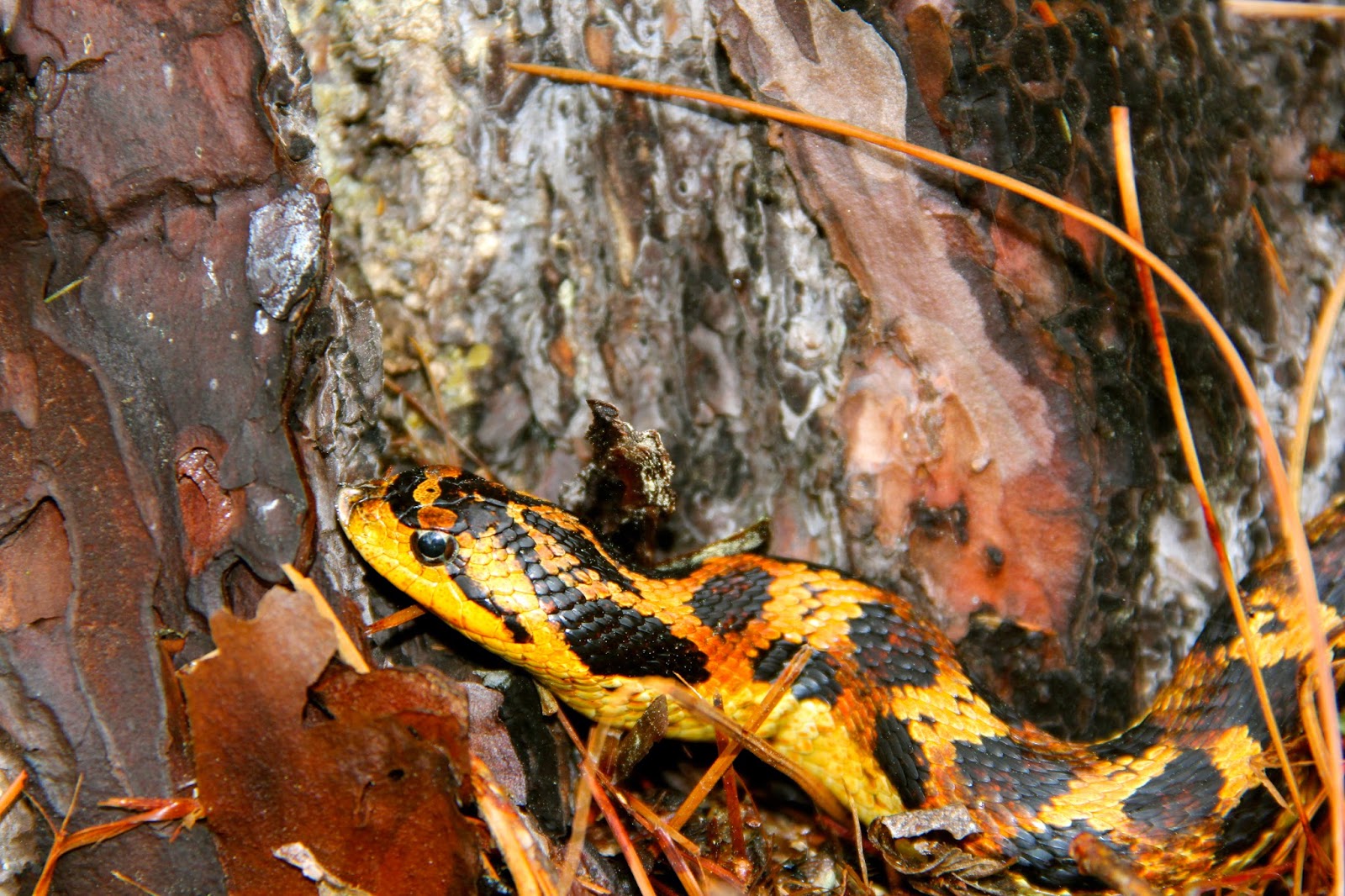 Hoot Owl Karma: Spotted Turtle and Eastern Hognose Snake - Fellow Travelers